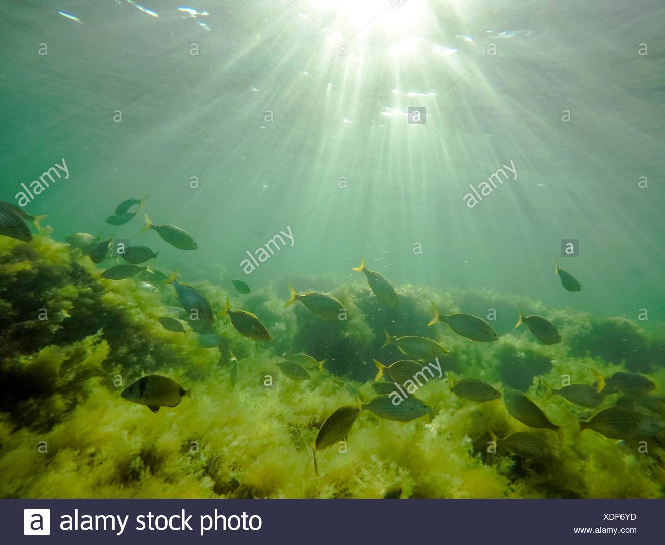 Golden Alga High Resolution Stock Photography and Images - Alamy