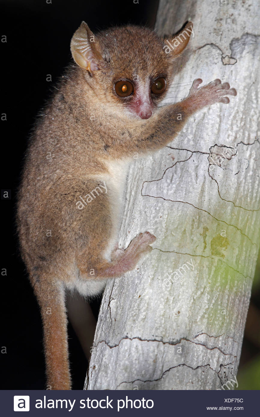 Lesser Mouse Lemur Stock Photos & Lesser Mouse Lemur Stock Images - Alamy