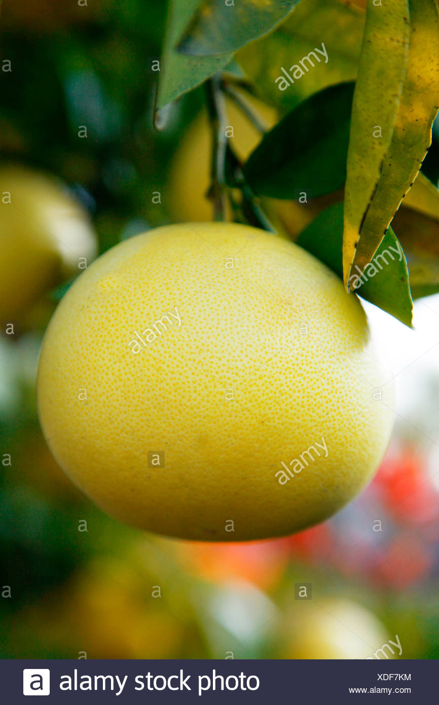 Grapefruit Tree Stock Photos & Grapefruit Tree Stock Images - Alamy