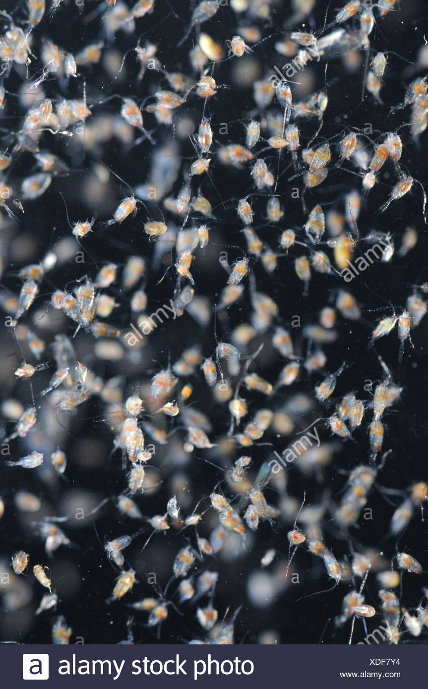 Plankton Ocean High Resolution Stock Photography and Images - Alamy