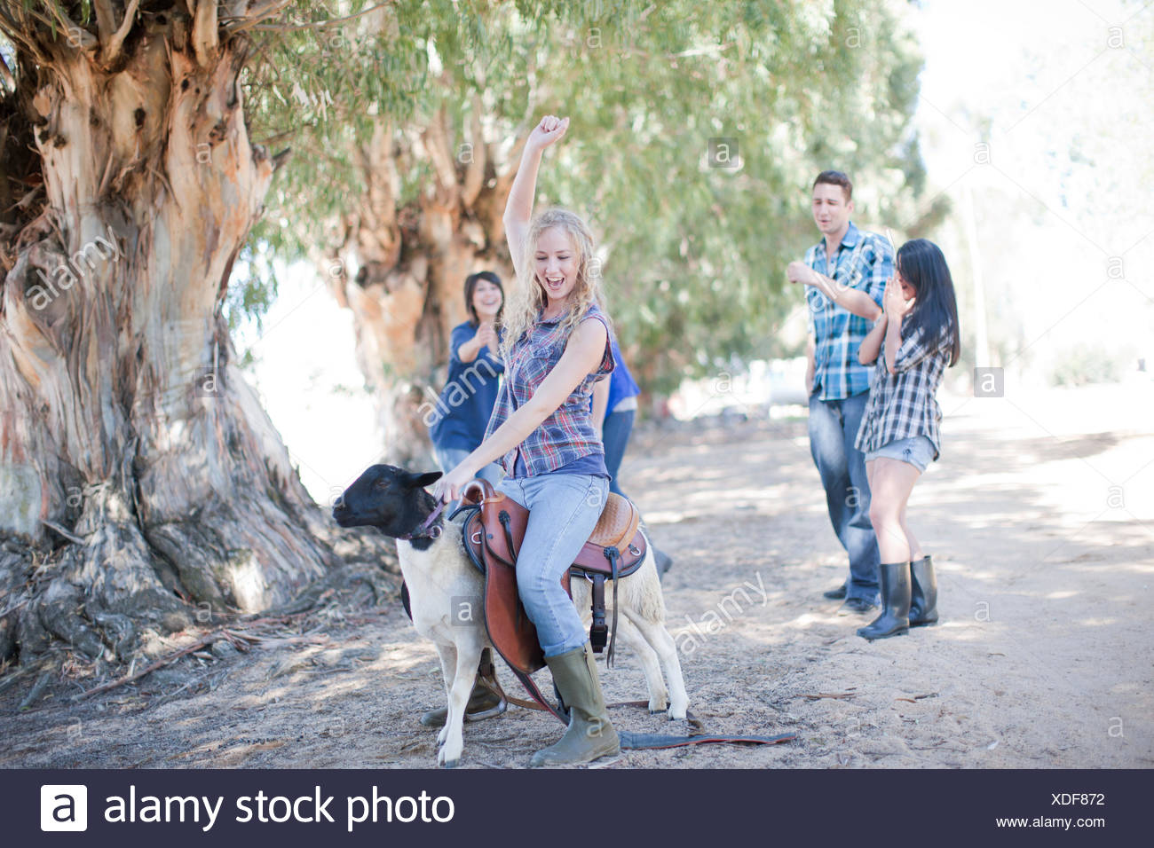 Riding Sheep High Resolution Stock Photography and Images - Alamy