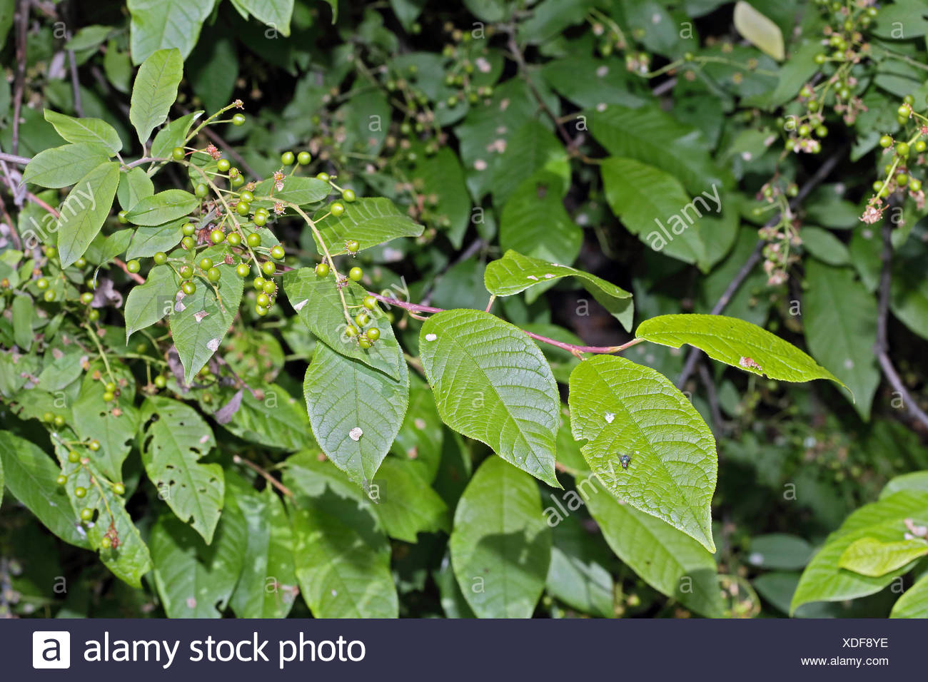 Prunus Padu High Resolution Stock Photography and Images - Alamy