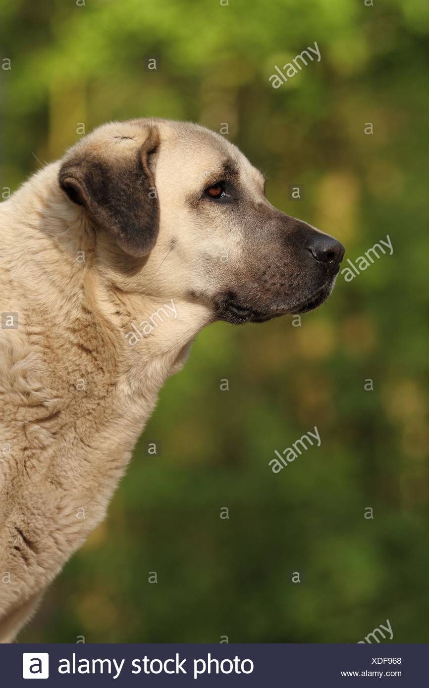 Kangals High Resolution Stock Photography and Images - Alamy