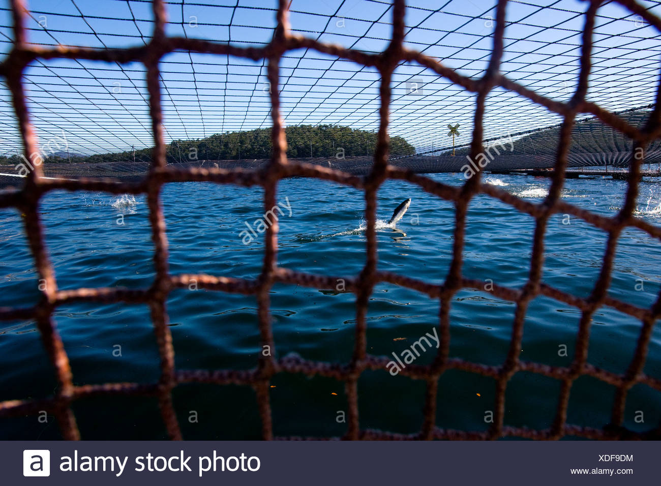 Salmon Enclosure Stock Photos & Salmon Enclosure Stock Images - Alamy
