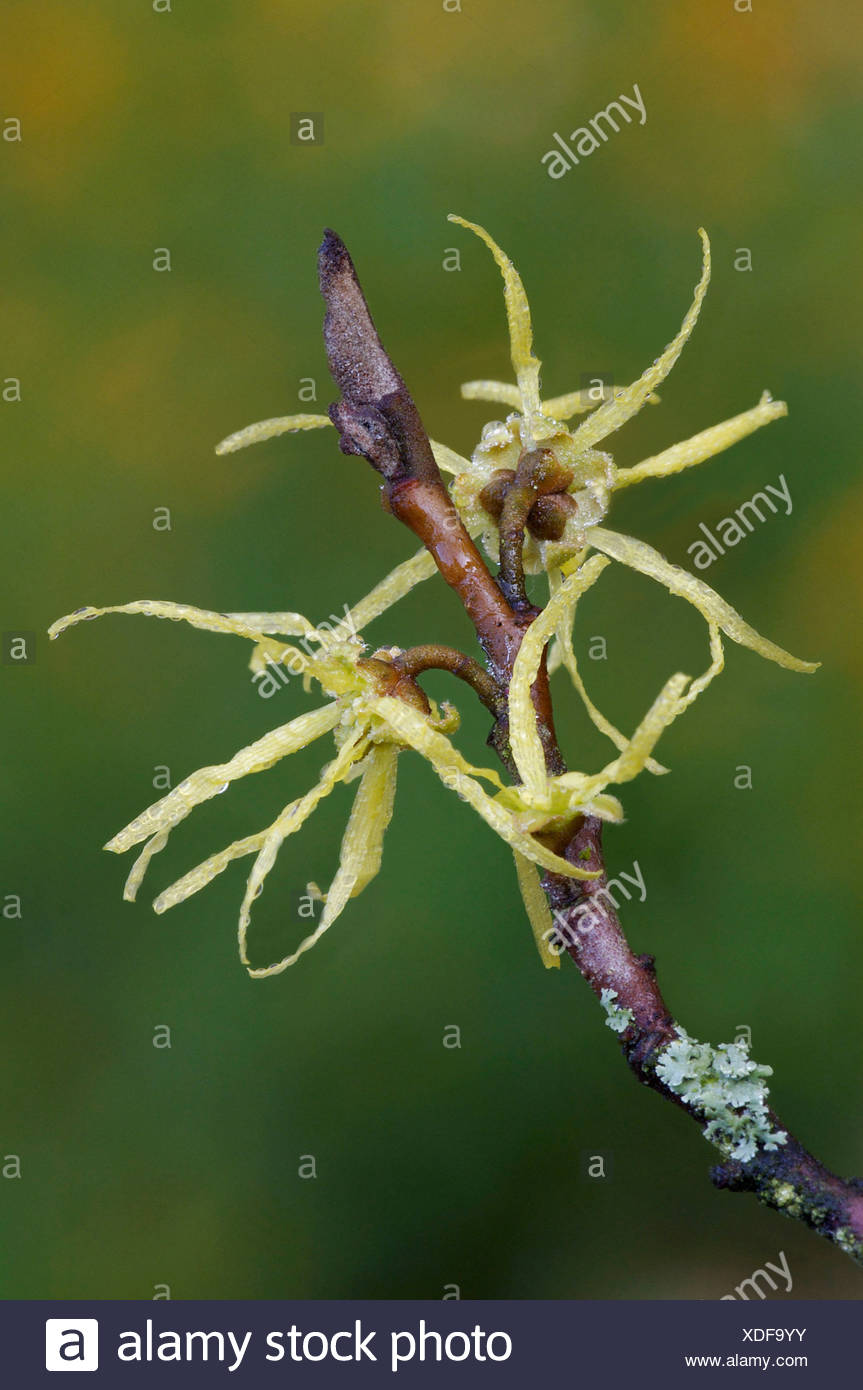 Witch Hazel Hamamelis Virginiana Twig High Resolution Stock Photography ...