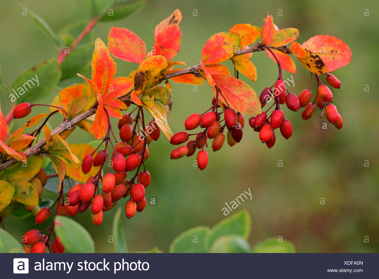 Berberis Vulgaris High Resolution Stock Photography and Images - Alamy