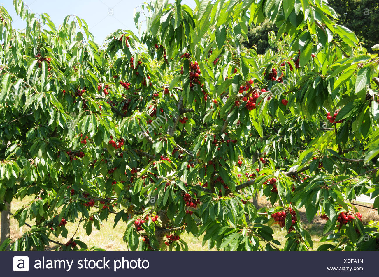 Lapins Cherry Stock Photos & Lapins Cherry Stock Images - Alamy