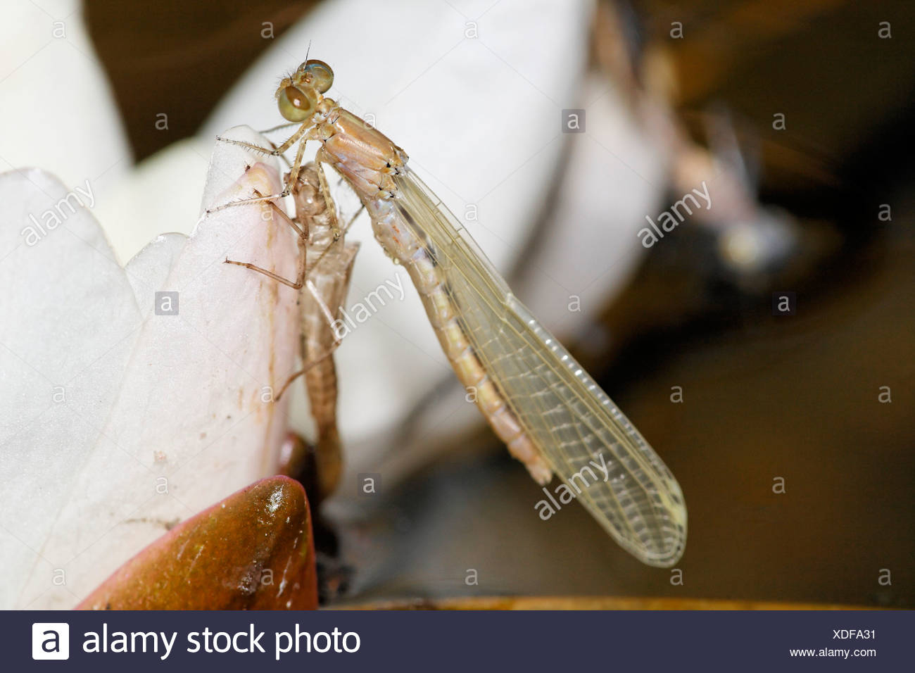 Damselfly Larvae High Resolution Stock Photography and Images - Alamy