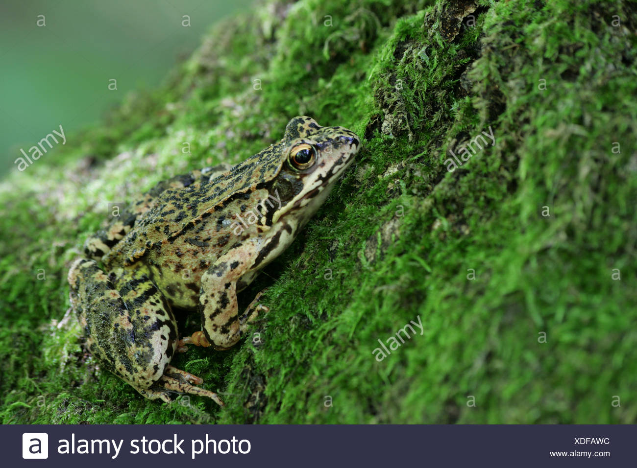 Wald Frosch Stock Photos & Wald Frosch Stock Images - Alamy