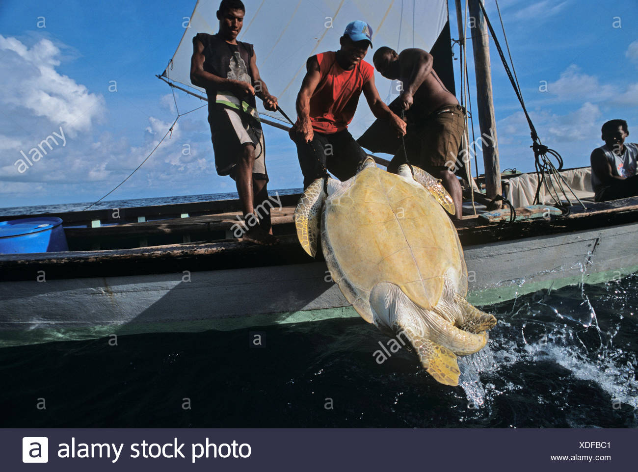 Hunting For Sea Turtles High Resolution Stock Photography and Images ...