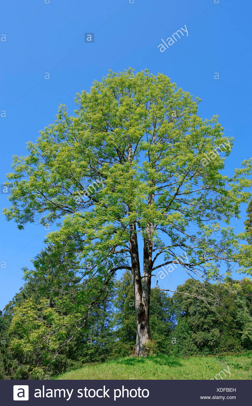 Common Ash Tree Fraxinus Excelsior High Resolution Stock Photography ...