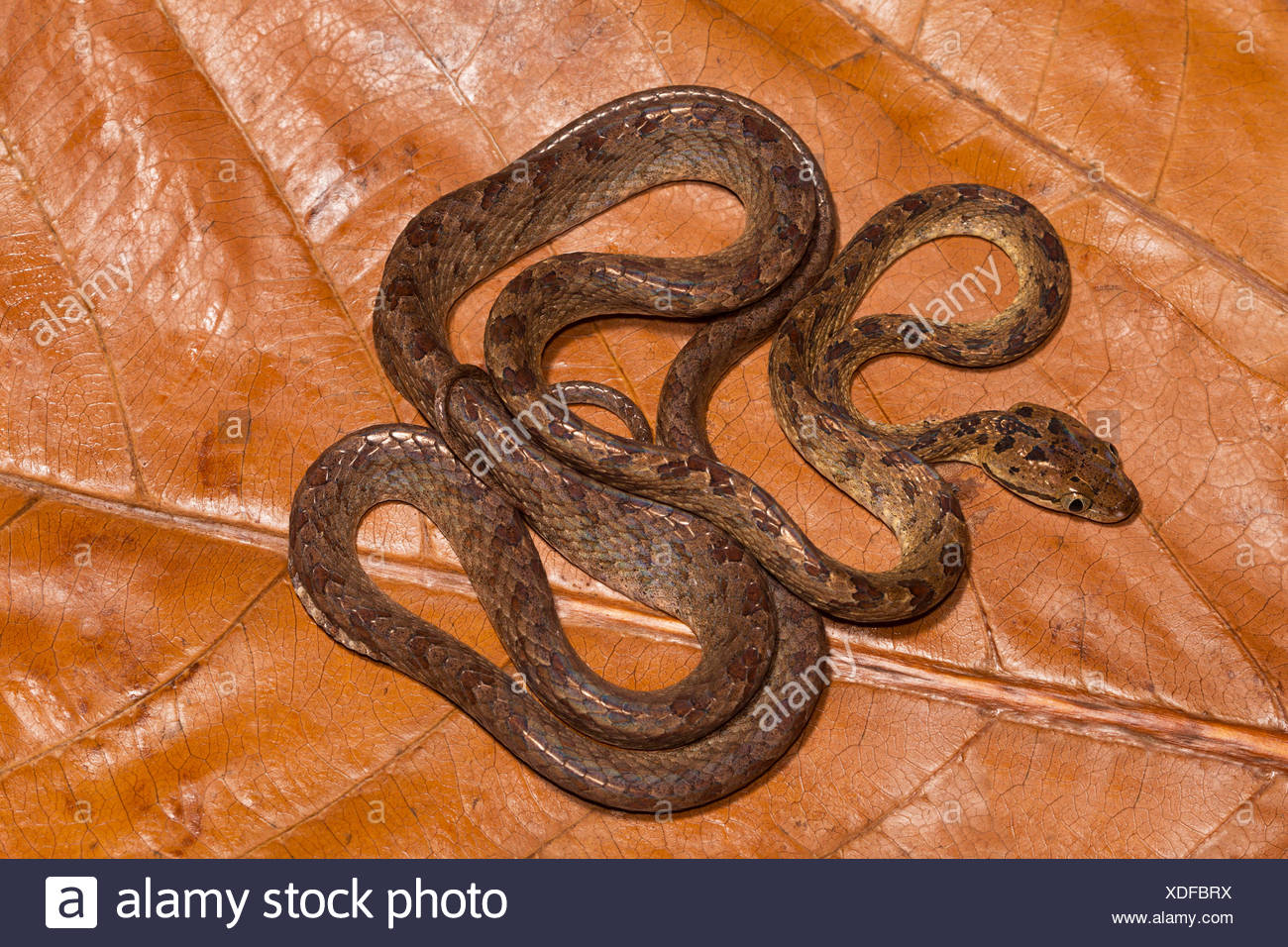 Mildly Venomous High Resolution Stock Photography and Images - Alamy