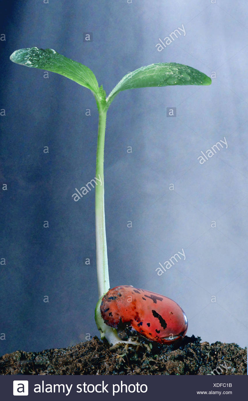 Germinating Runner Bean Seed Phaseolus Stock Photos & Germinating ...