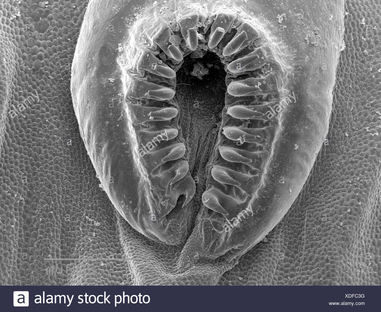 Caterpillar Detail High Resolution Stock Photography and Images - Alamy