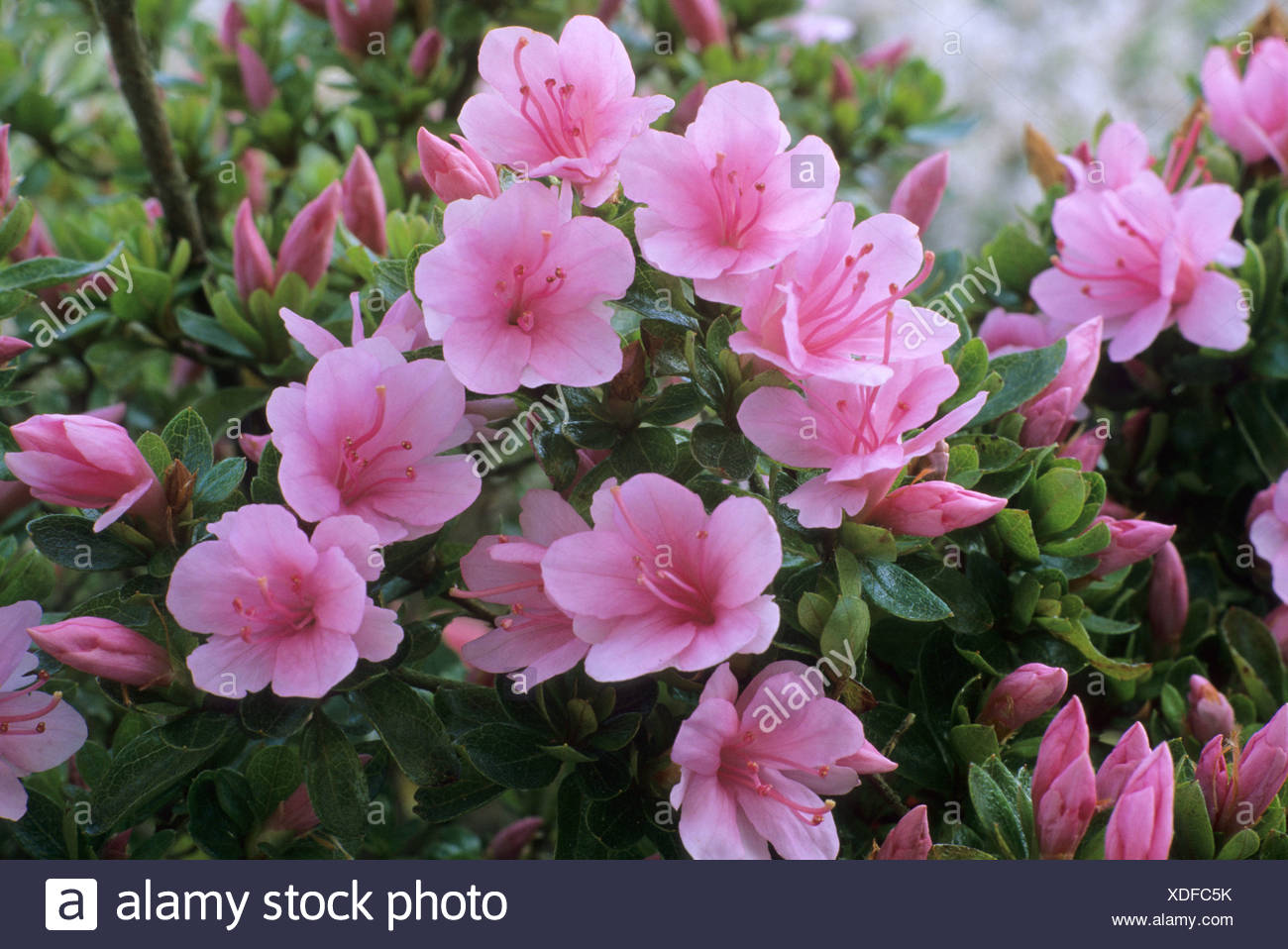 Rhododendron Kirin High Resolution Stock Photography and Images - Alamy