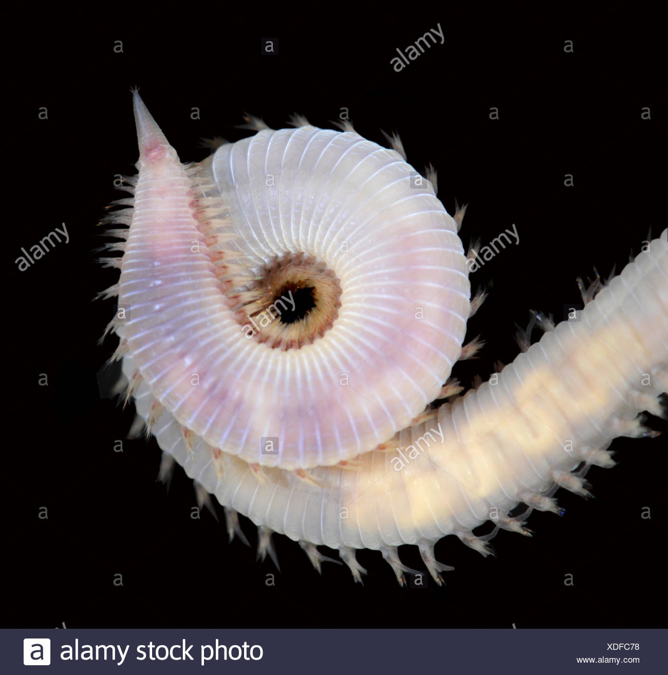 Glycera High Resolution Stock Photography and Images - Alamy