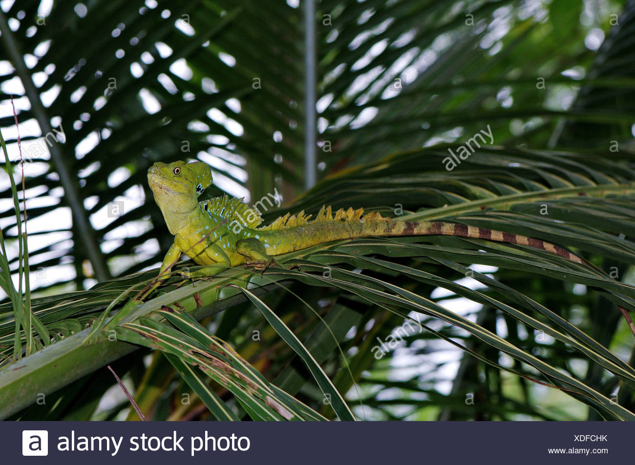 Blue Spotted Lizards High Resolution Stock Photography and Images - Alamy