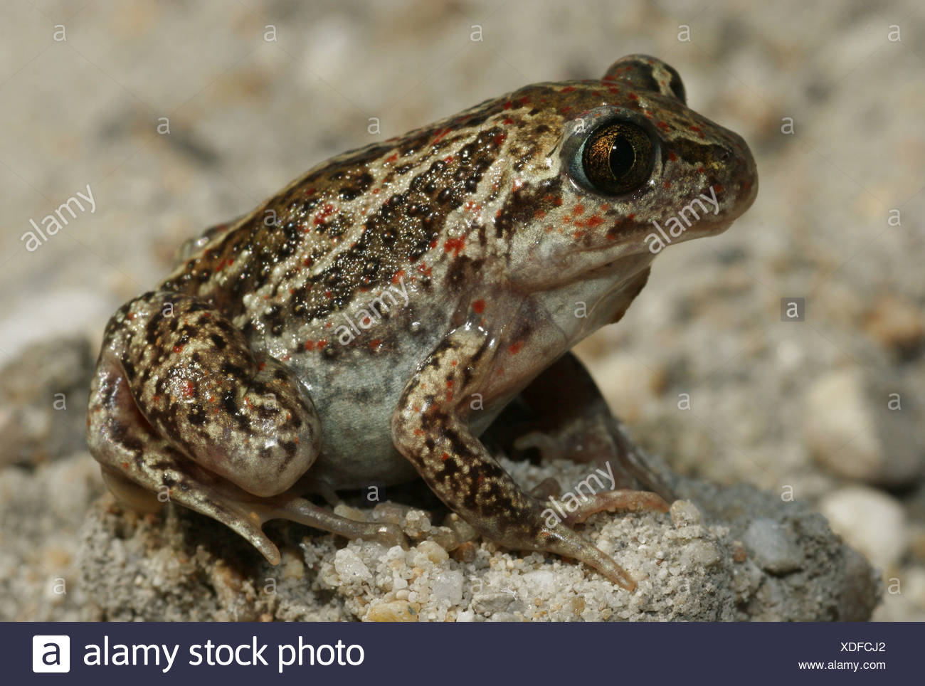 Common Rights High Resolution Stock Photography and Images - Alamy
