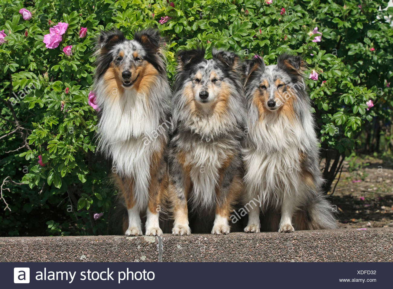 3 Shelties High Resolution Stock Photography and Images - Alamy