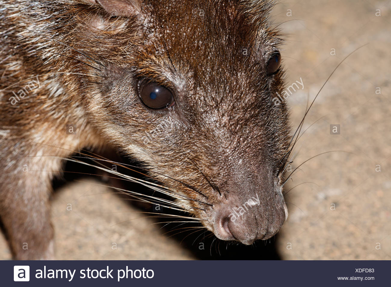 Paca Animal High Resolution Stock Photography and Images - Alamy