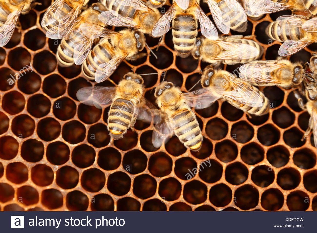 Honigwabe High Resolution Stock Photography and Images - Alamy