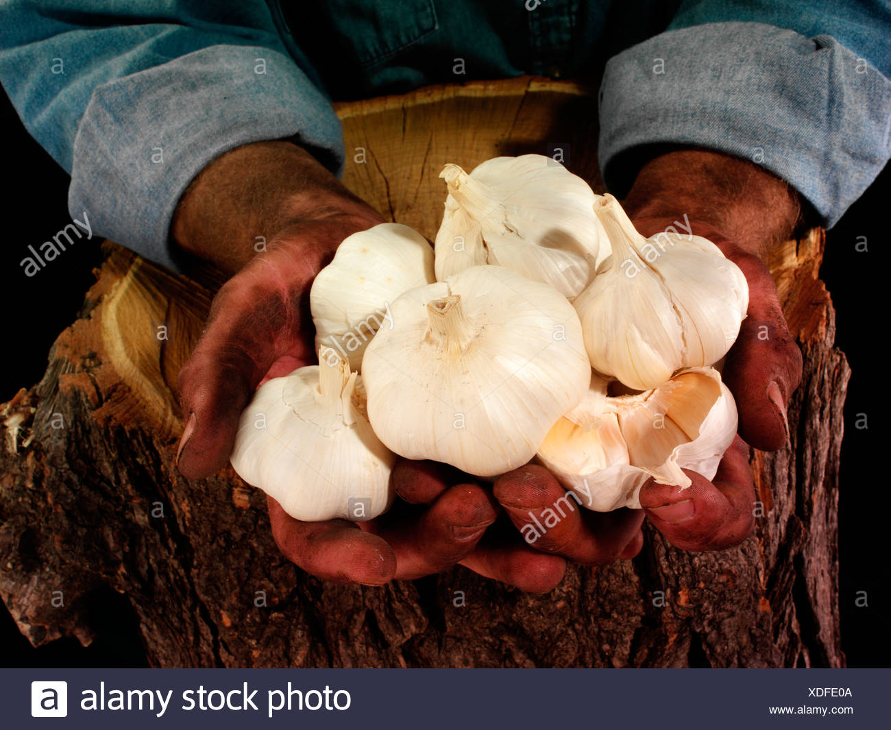 French Man Garlic Stock Photos & French Man Garlic Stock Images - Alamy