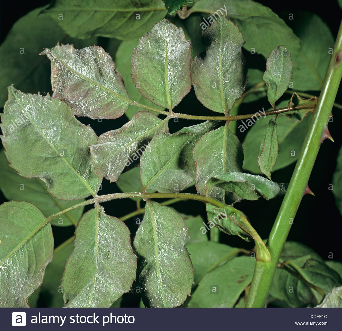 Rose Mildew Fungus High Resolution Stock Photography and Images - Alamy