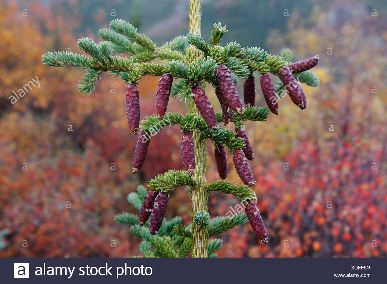Dwarf Alberta White Spruce High Resolution Stock Photography and Images ...