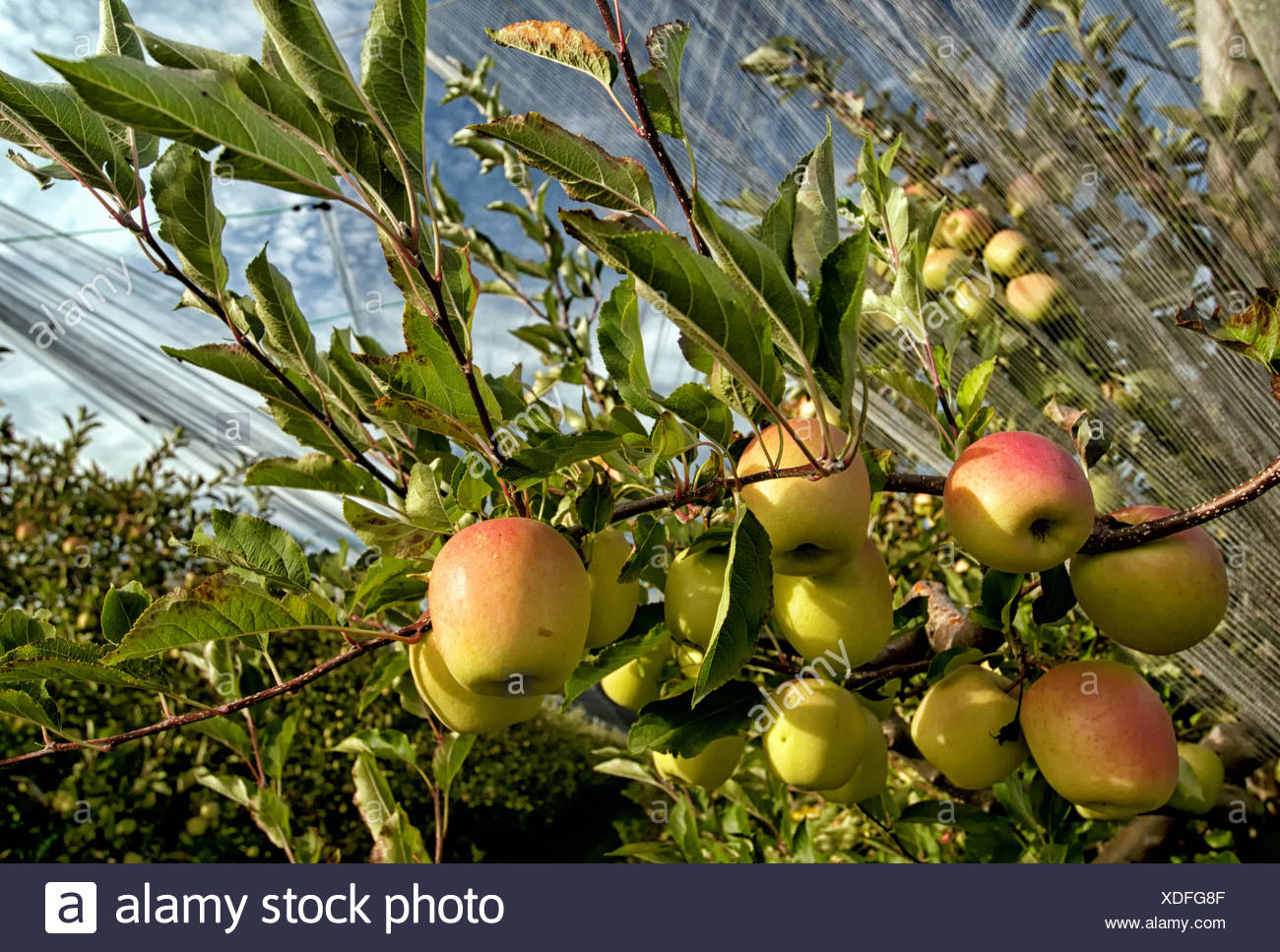 Romandy High Resolution Stock Photography and Images - Alamy