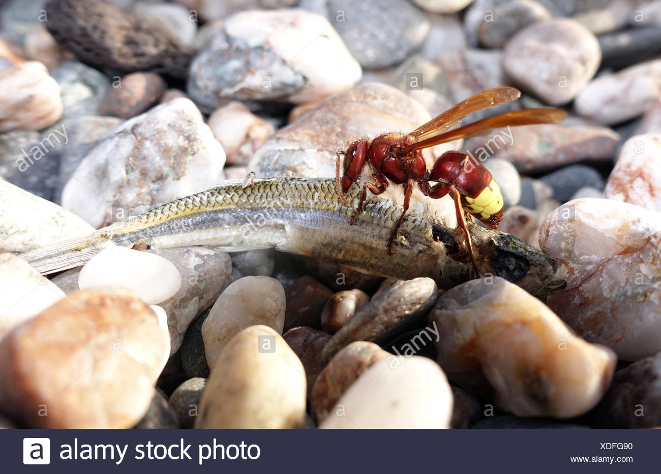 Oriental Hornet Vespa Orientalis High Resolution Stock Photography and ...