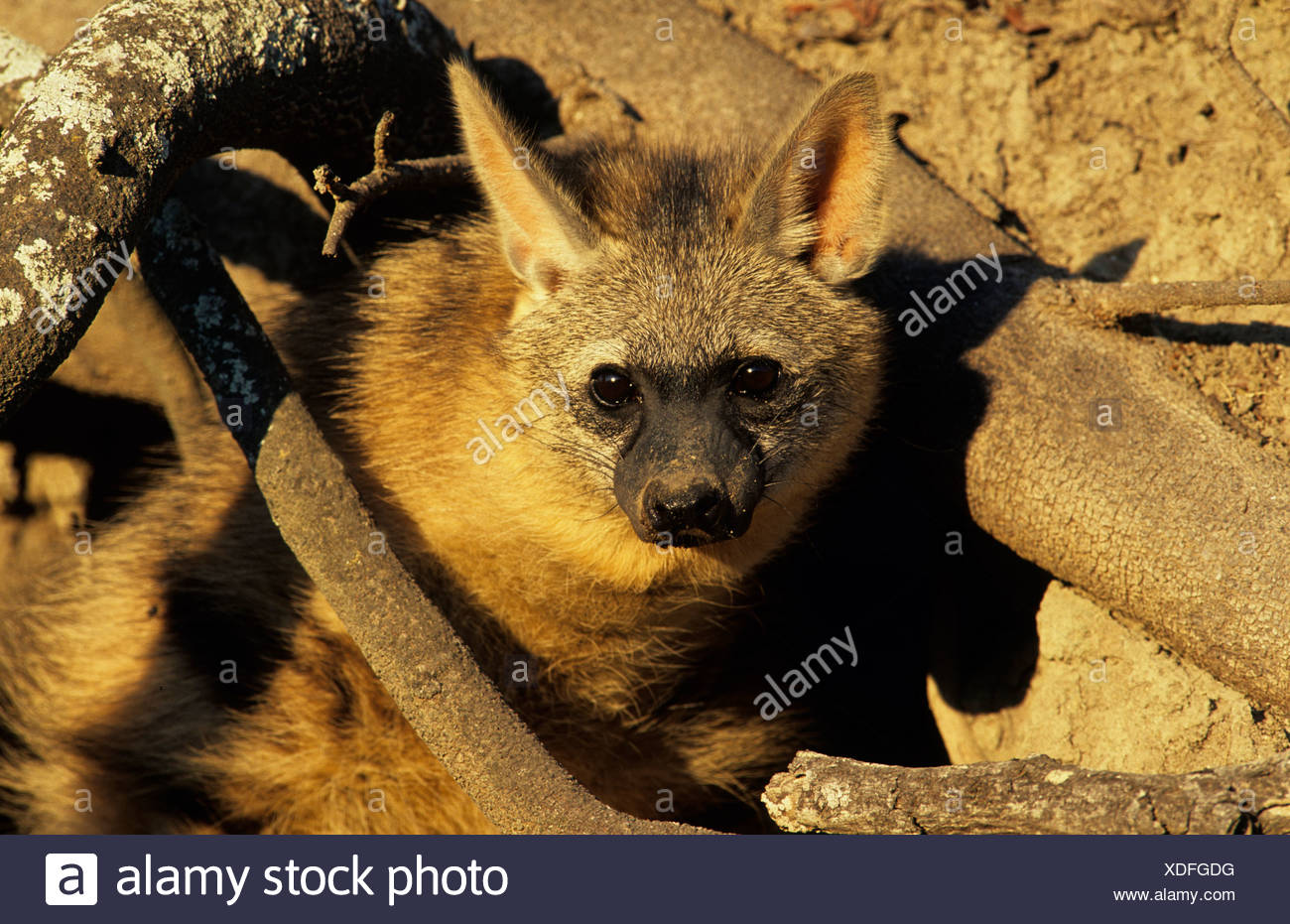 Proteles High Resolution Stock Photography and Images - Alamy