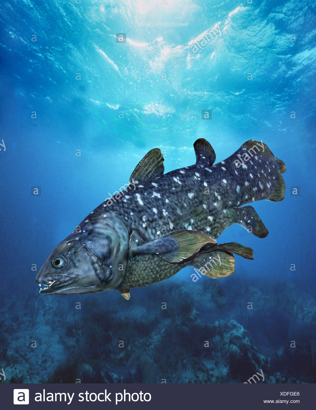 Coelacanth Stock Photos & Coelacanth Stock Images - Alamy