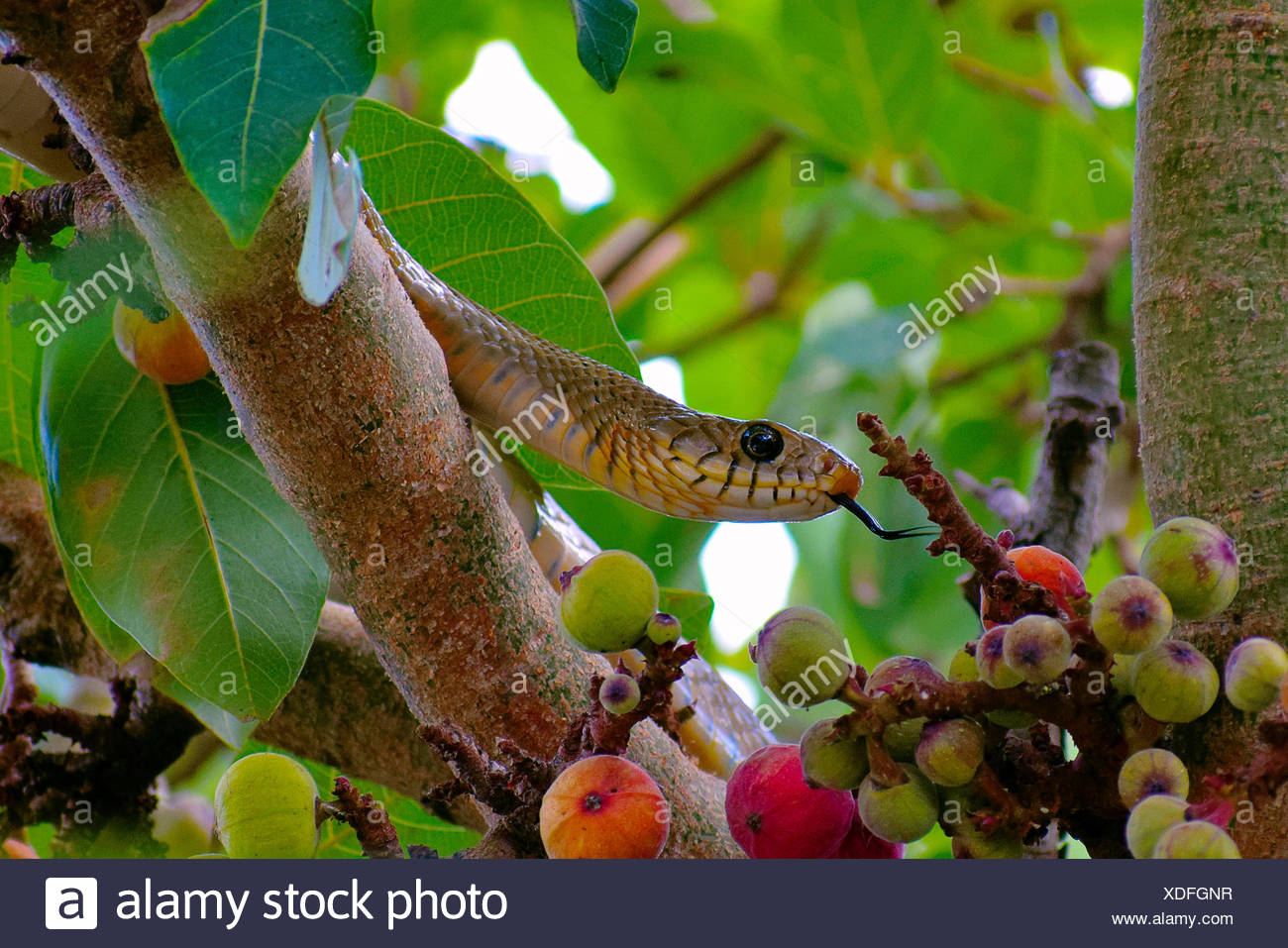 Dhaman High Resolution Stock Photography and Images - Alamy