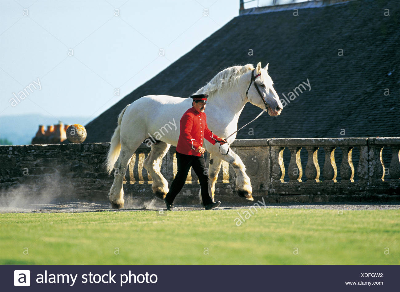 French Percheron Horse High Resolution Stock Photography and Images - Alamy