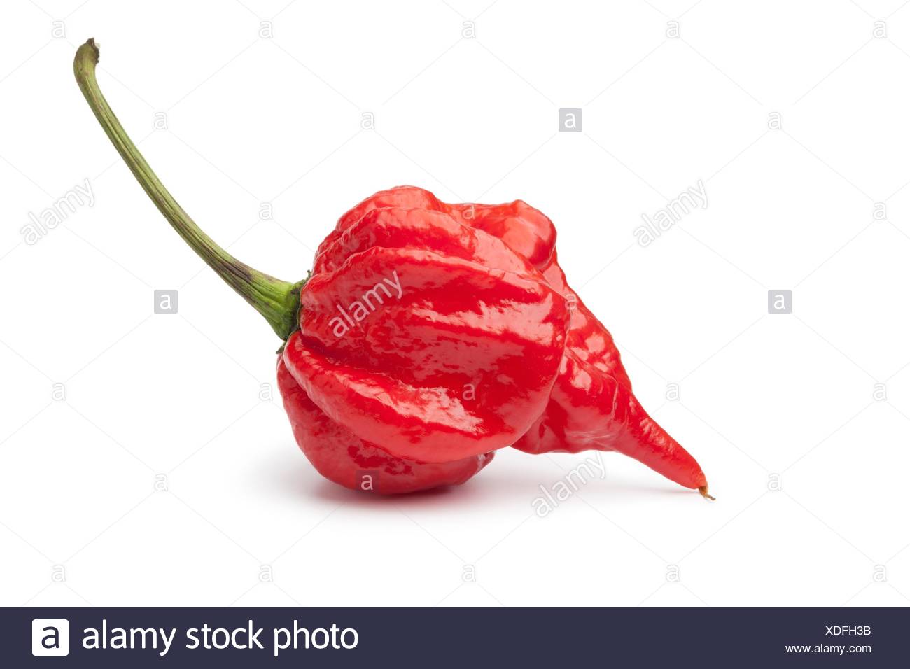 Moruga Scorpion High Resolution Stock Photography and Images - Alamy