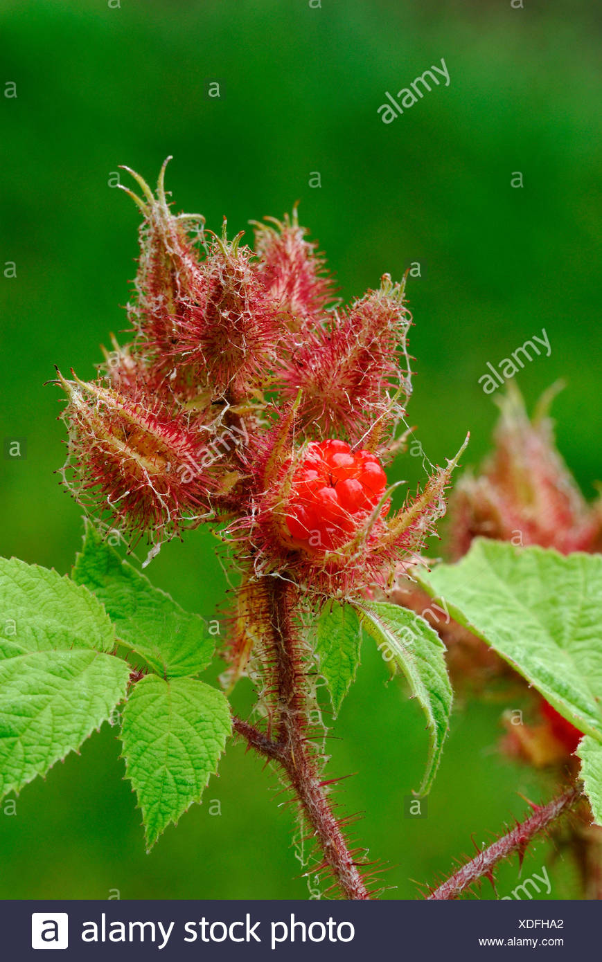 Rubus Phoenicolasius Japanese Wineberry Fruit High Resolution Stock ...