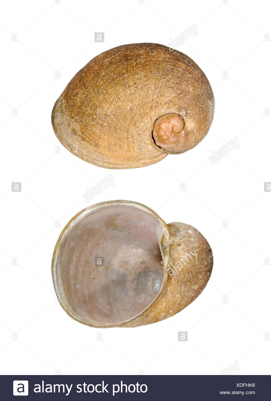 Velutina Stock Photos & Velutina Stock Images - Alamy