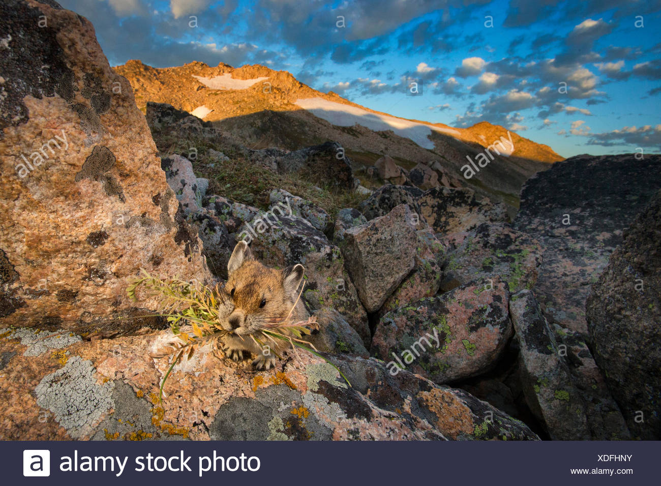 Pikas Stock Photos & Pikas Stock Images - Alamy