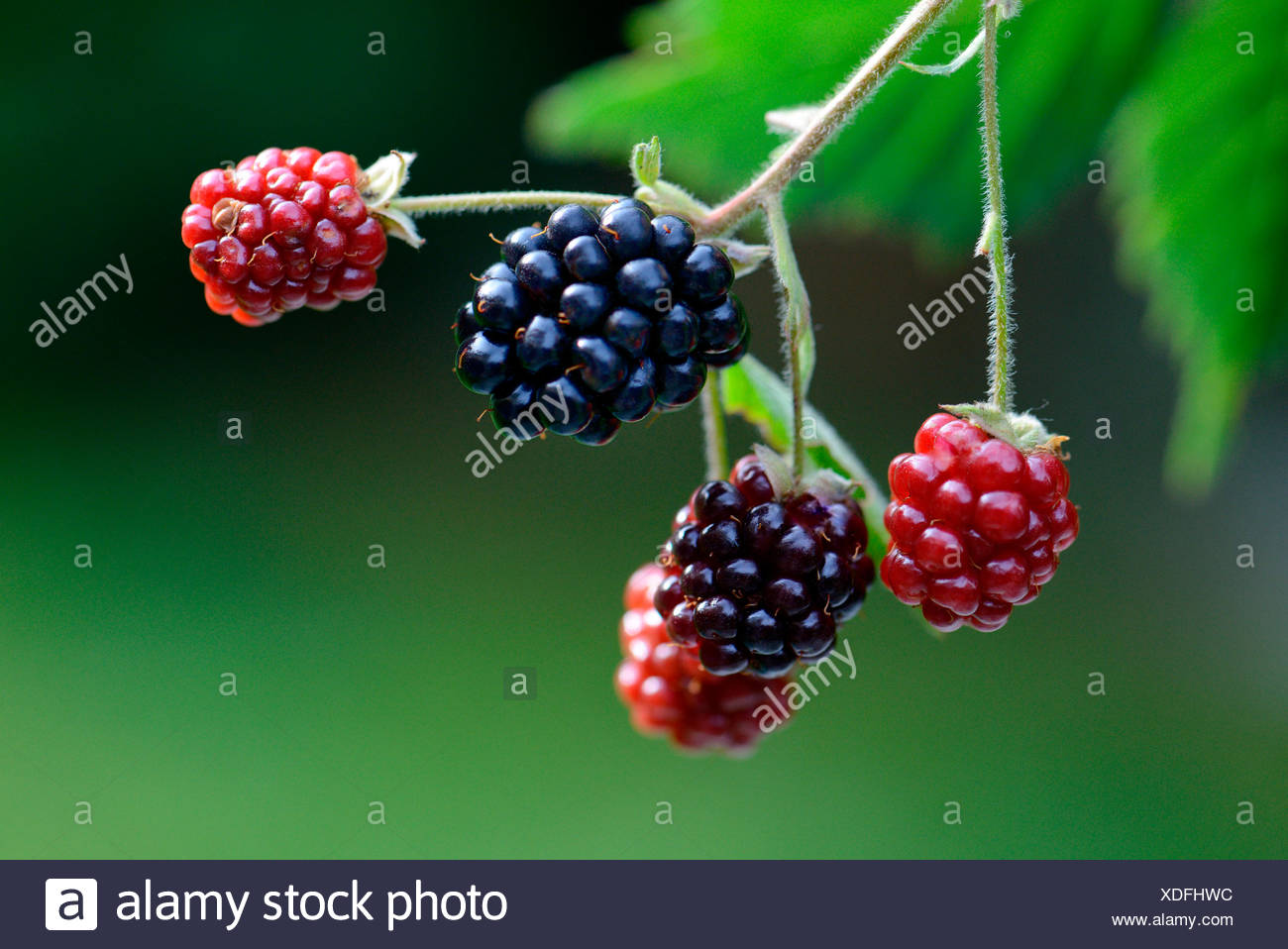 Brombeere Rubus Fruticosus High Resolution Stock Photography and Images ...
