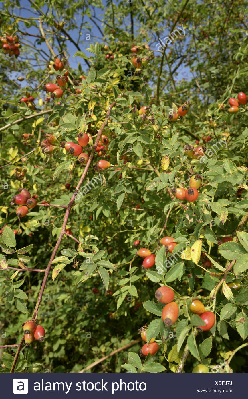 Rose Canina High Resolution Stock Photography and Images - Alamy