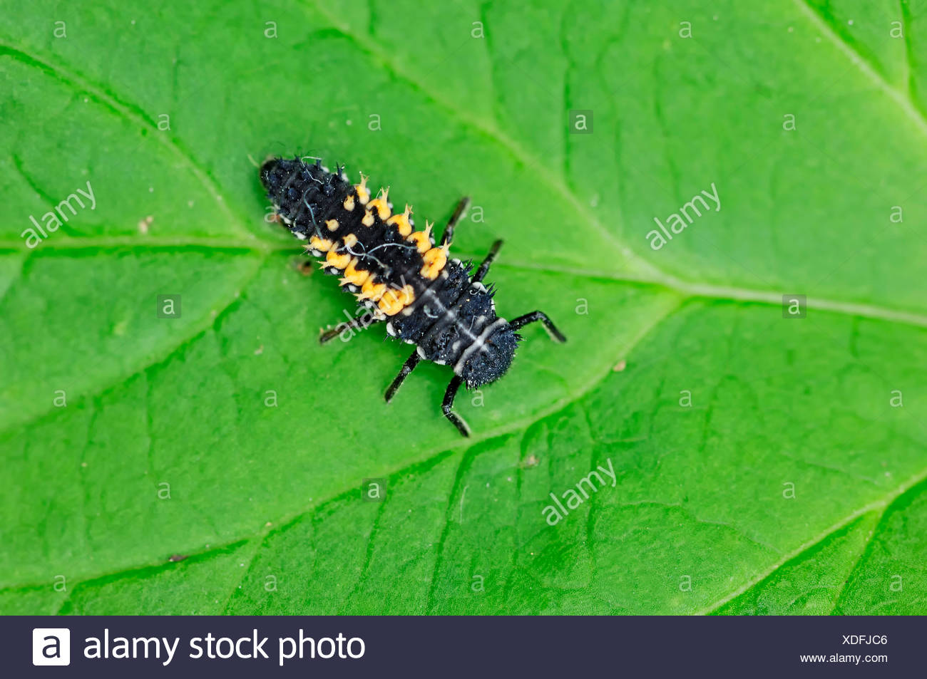 Japanese Ladybug High Resolution Stock Photography and Images - Alamy
