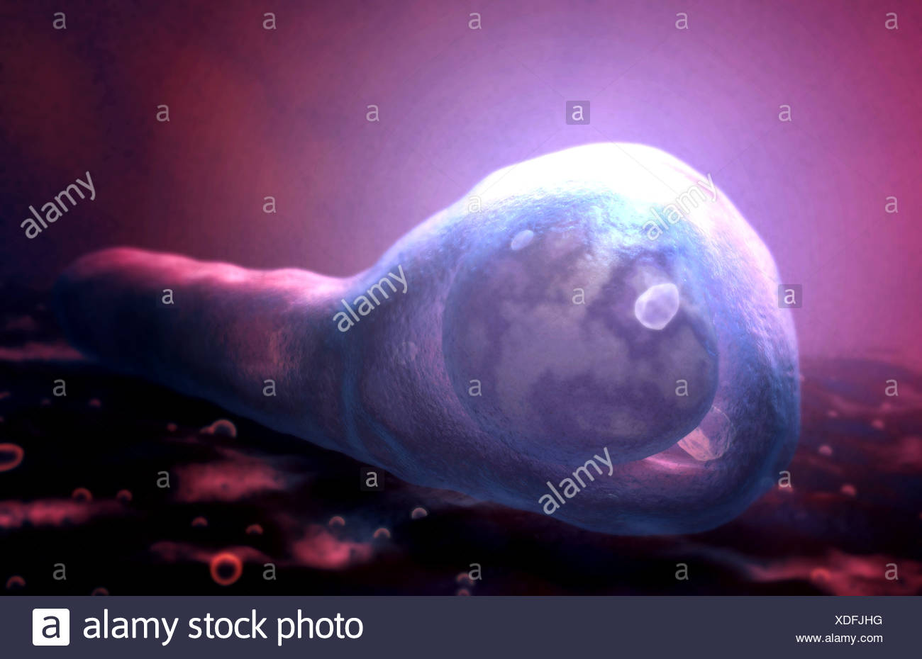 Clostridium Tetani High Resolution Stock Photography and Images - Alamy