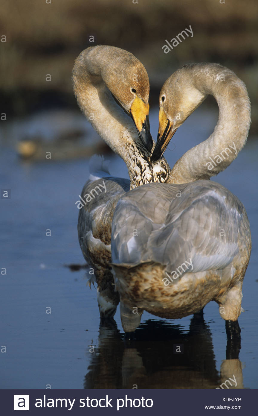 Two Swans Facing Each Other High Resolution Stock Photography and ...