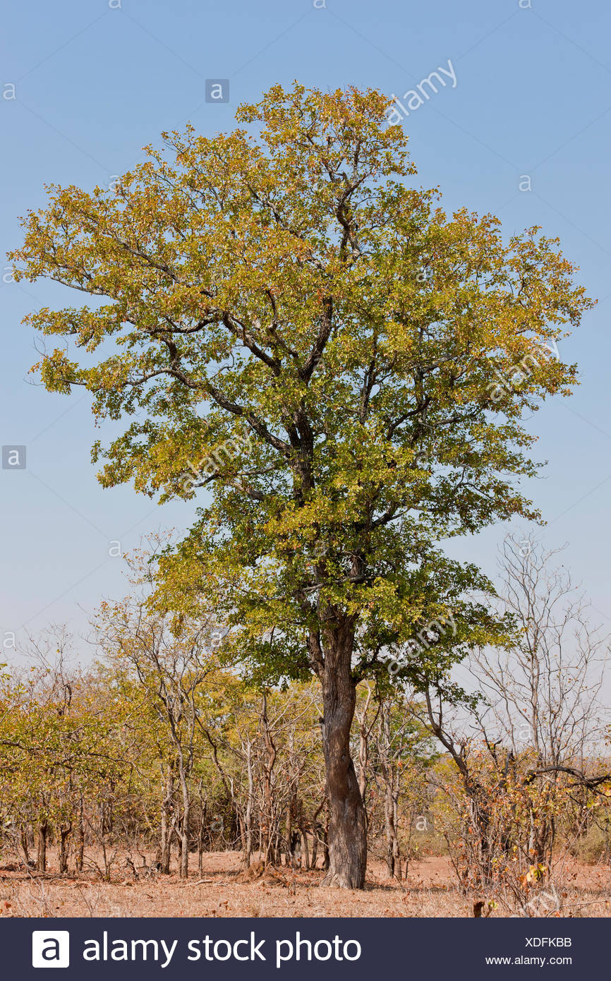 Mopane Tree Stock Photos & Mopane Tree Stock Images - Alamy