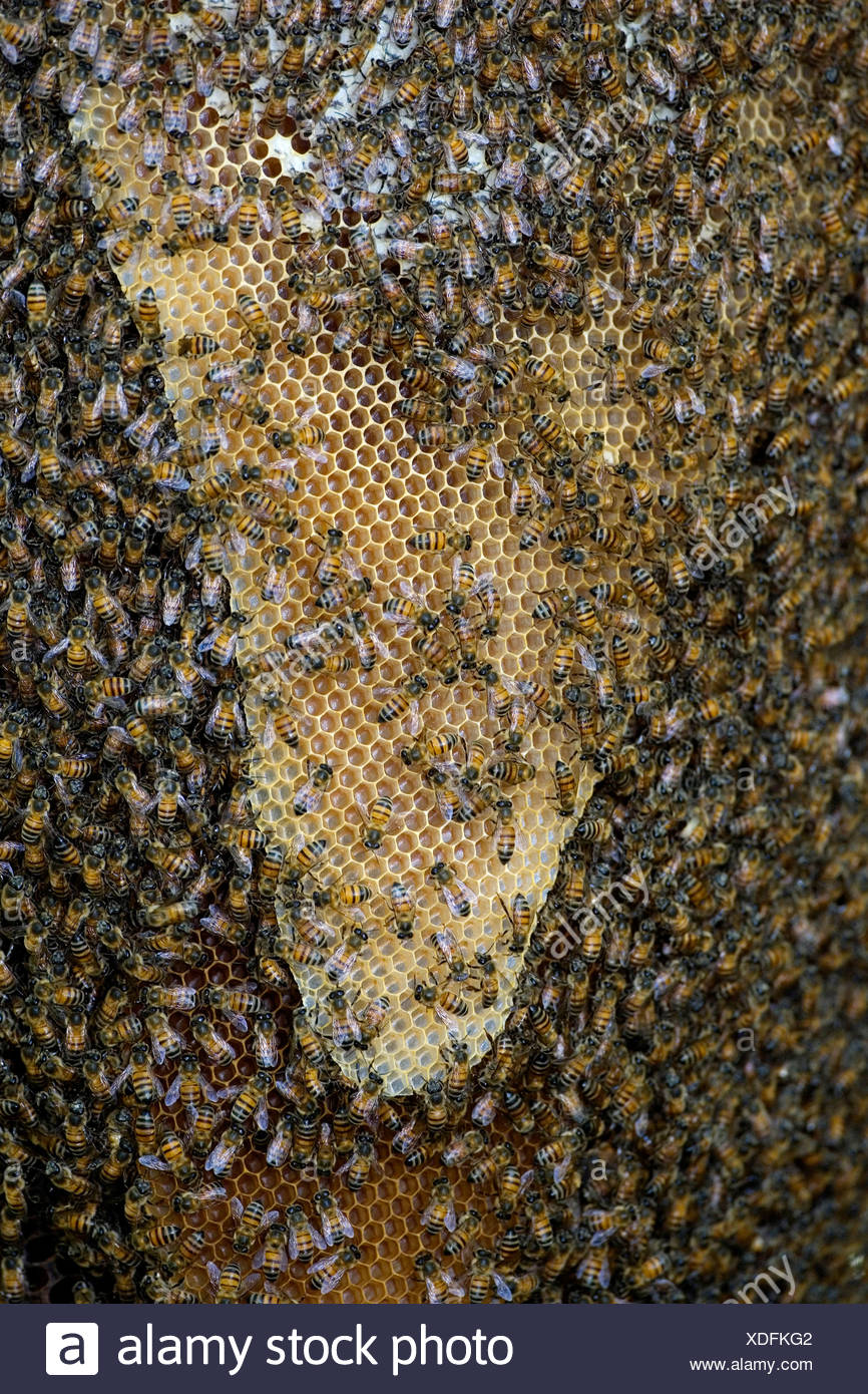 African Killer Bee Stock Photos & African Killer Bee Stock Images - Alamy