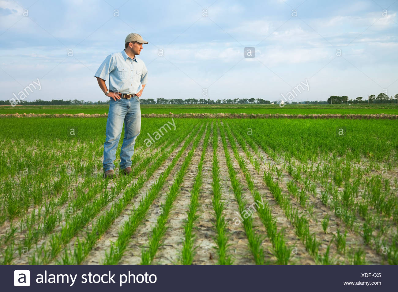 Crop Growing In The Field High Resolution Stock Photography and Images ...