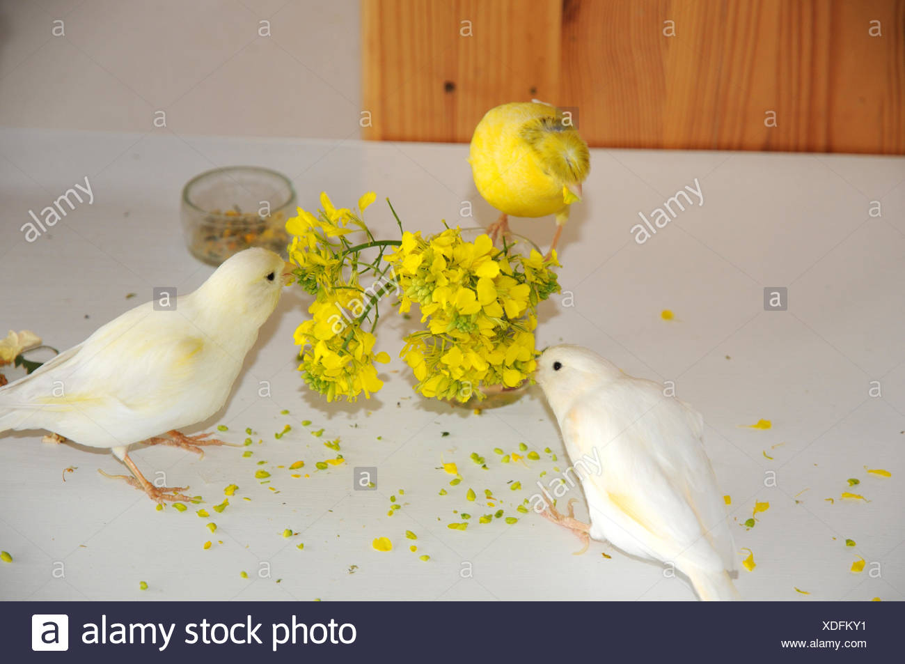 Yellow Canaries Canary High Resolution Stock Photography and Images - Alamy
