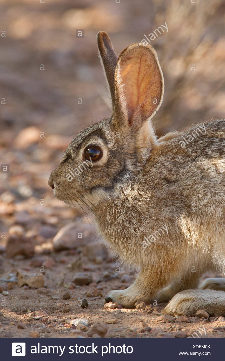 Desert Cottontail Rabbits High Resolution Stock Photography and Images ...