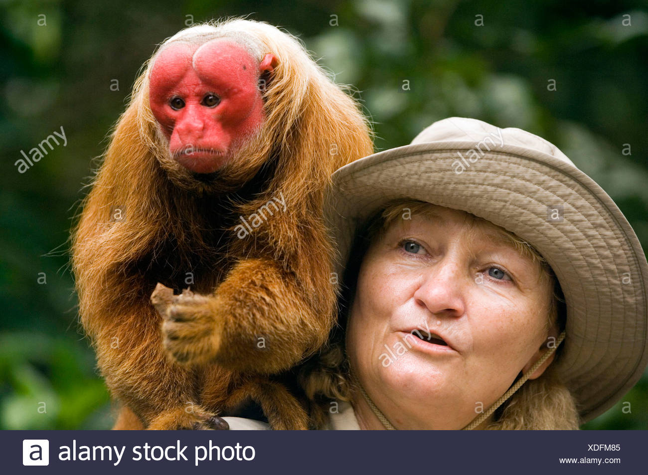 Hat Monkey High Resolution Stock Photography and Images - Alamy
