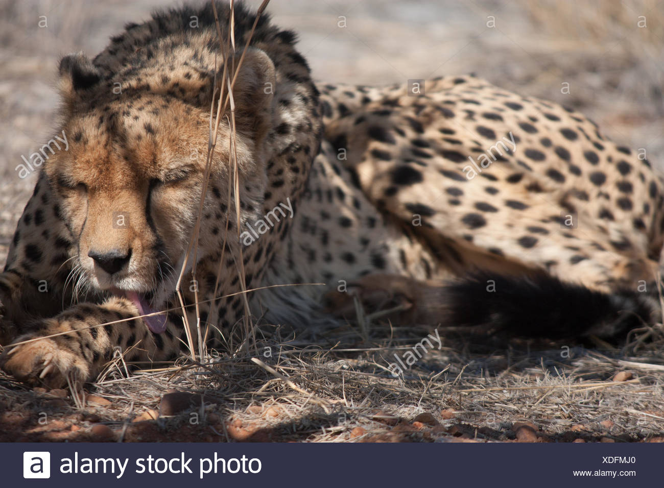 Cheetah Licking Its Face High Resolution Stock Photography and Images ...